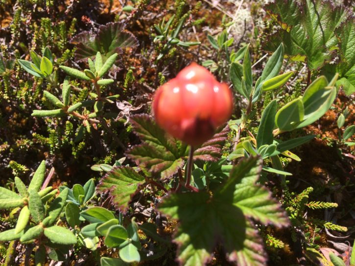Bakeapple Picking and Preserving - Traditional Newfoundland - Bonita's ...