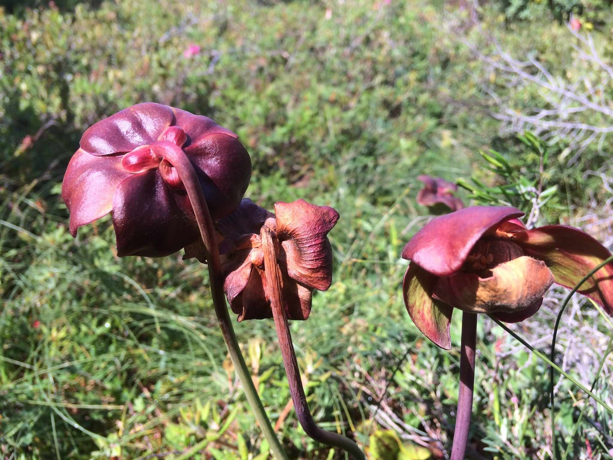 Newfoundland Picture Plant - Bonita's Kitchen