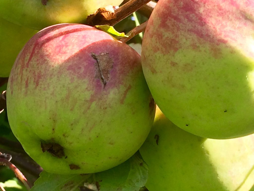 Traditional Newfoundland Apple Crumble - Bonita's Kitchen