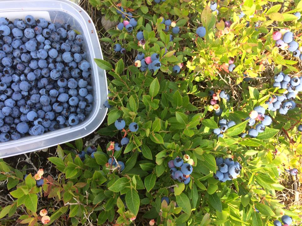 Blueberry Syrup - Bonita's Kitchen